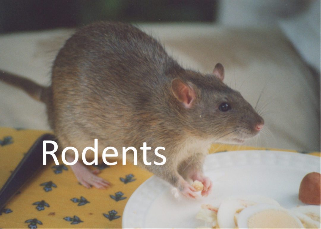 How to Handle a Mouse Disturbing Your Sleep | On Demand Tips