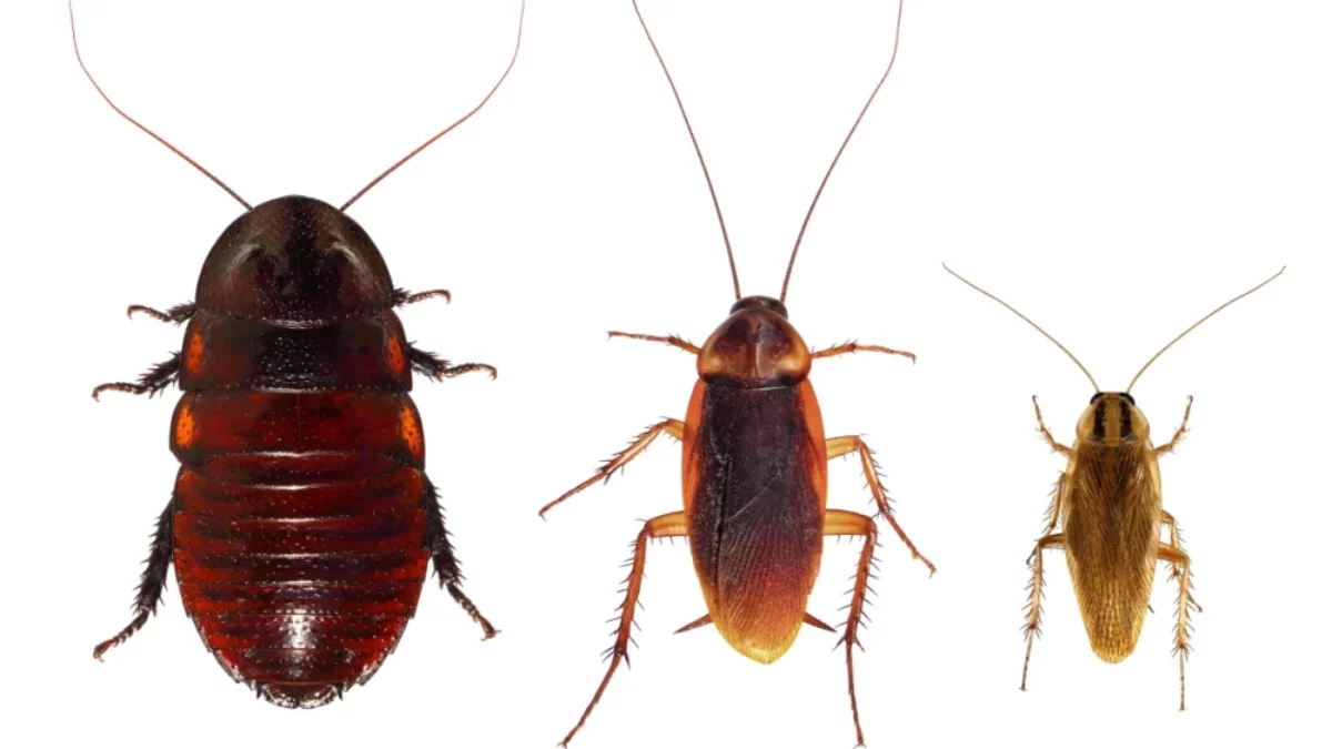 Roaches In The Bathroom 8 Types Of Roaches And How To Tell Them Apart