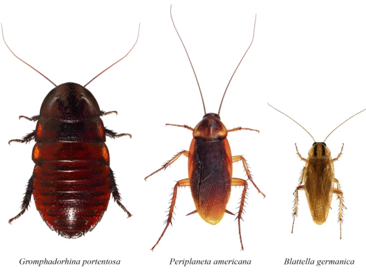 What does a cockroach look like store