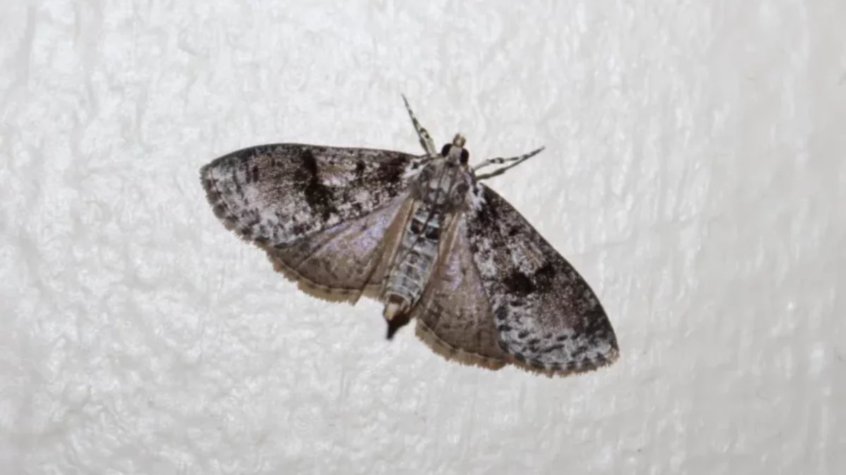 Brown moth store