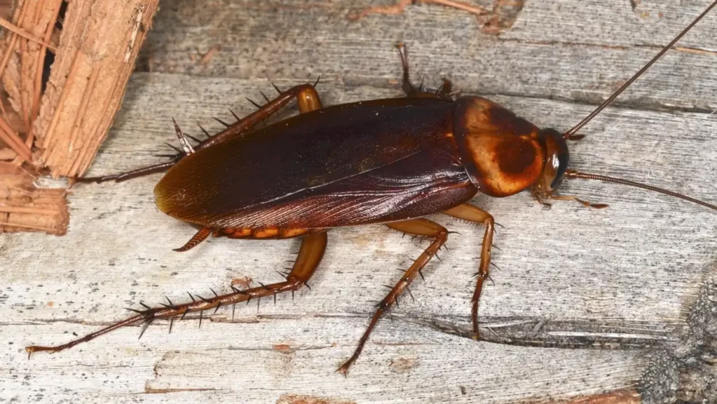 Common Types Of Roaches In Florida How To Get Rid Of Them Common Types Of Roaches In Florida How To Get Rid Of Them