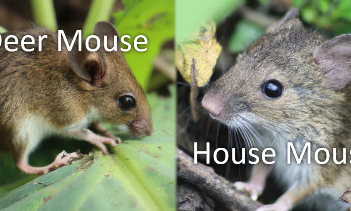 Field mouse house mouse store