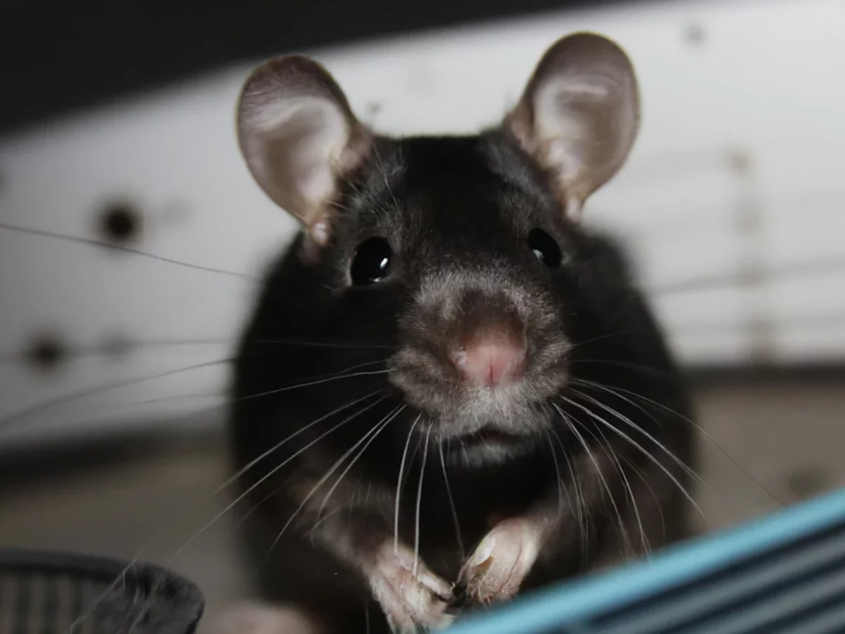 Black Fuzzy Mouse Wind Up Furry Mouse