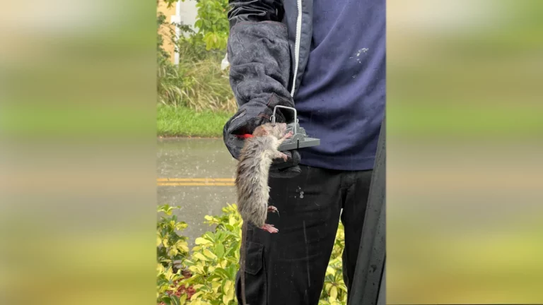 Palm Rats in Florida: Protect Your Home | On Demand Pest Control