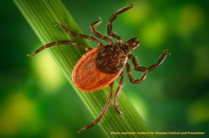Identifying Common Ticks In Florida | On Demand Pest Control