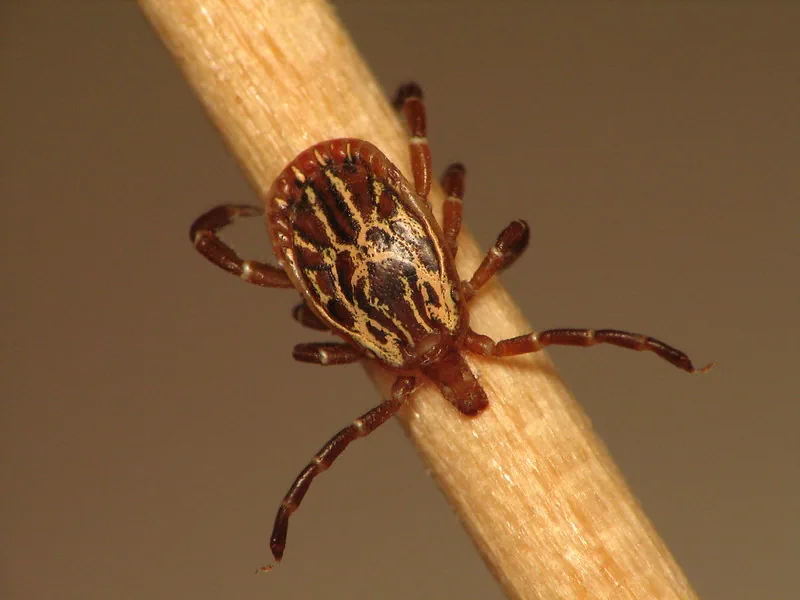 Identifying Common Ticks In Florida | On Demand Pest Control