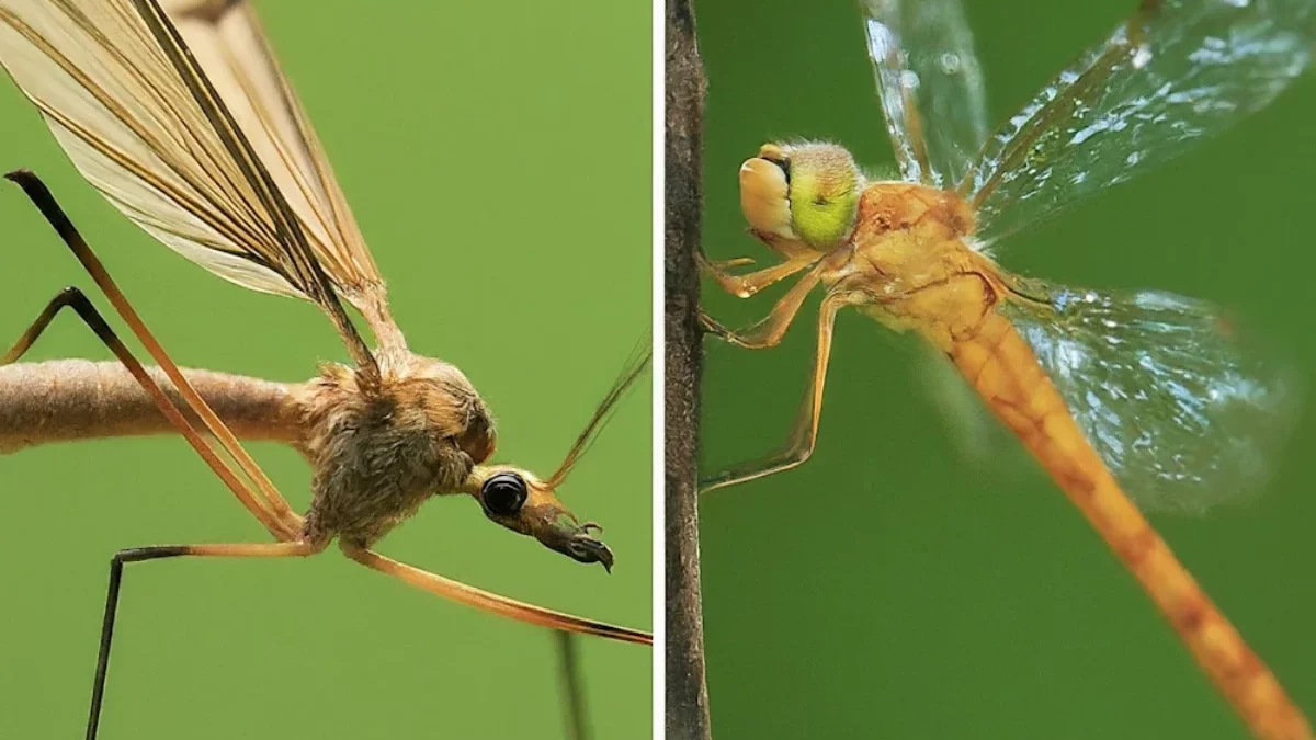 Mosquito Hawk Mosquito Hawks Mating