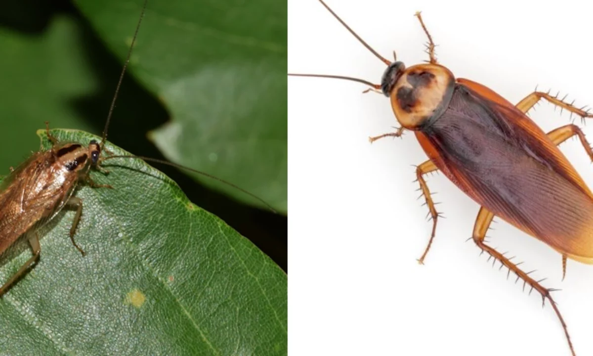 American Cockroach Vs German Cockroach
