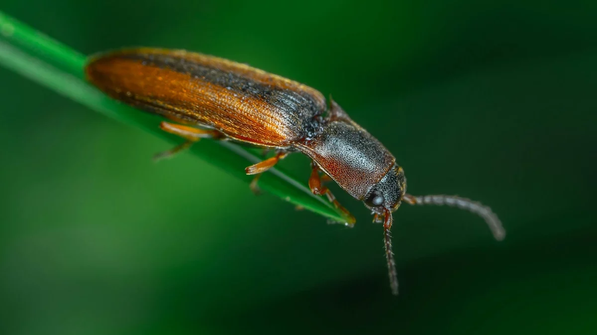 Click Beetles Insect Bites