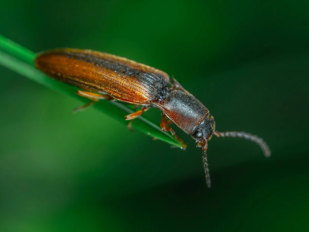 Click Beetle Dark Brown Click Beetle