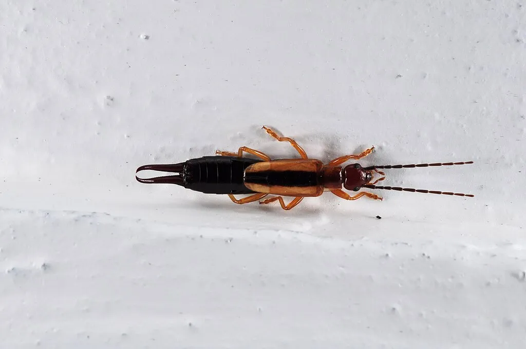 How to Get Rid of Earwigs (Pincher Bugs) | On Demand Pest Control How to Get Rid of Earwigs (Pincher Bugs) | On Demand Pest Control